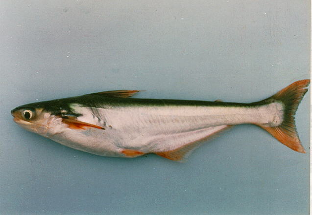 (Pangasius) Род ПАНГАСИУСЫ, ПАНГАСИИ 23 вида